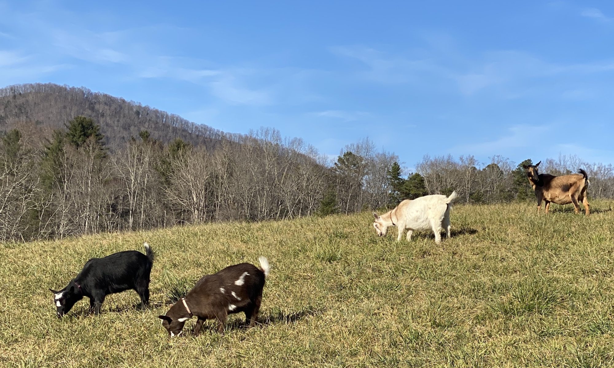 Legacy Valley – U-Pick Berries and Nigerian Dwarf Goats in Western ...